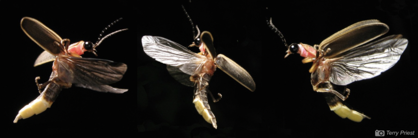 A Spotlight on Starfield's Early Residents: Fireflies - Manship Artists ...